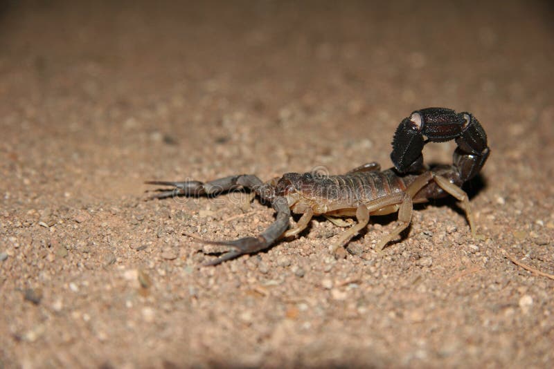 Namibian scorpion stock photo. Image of alone, aggression - 4376100