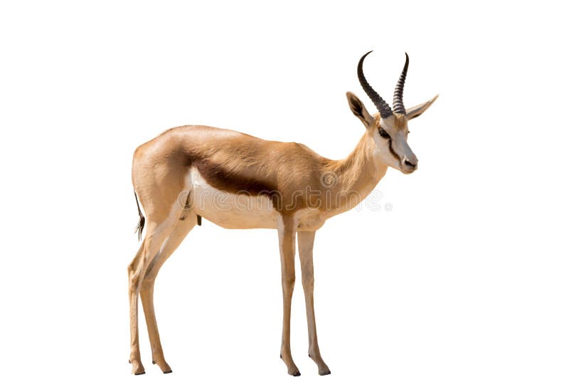 1+ Springbok isolated Free Stock Photos - StockFreeImages