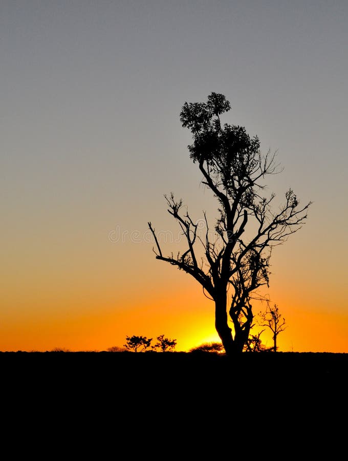 Namibian sunset stock photo. Image of plant, baked, africa - 75166660