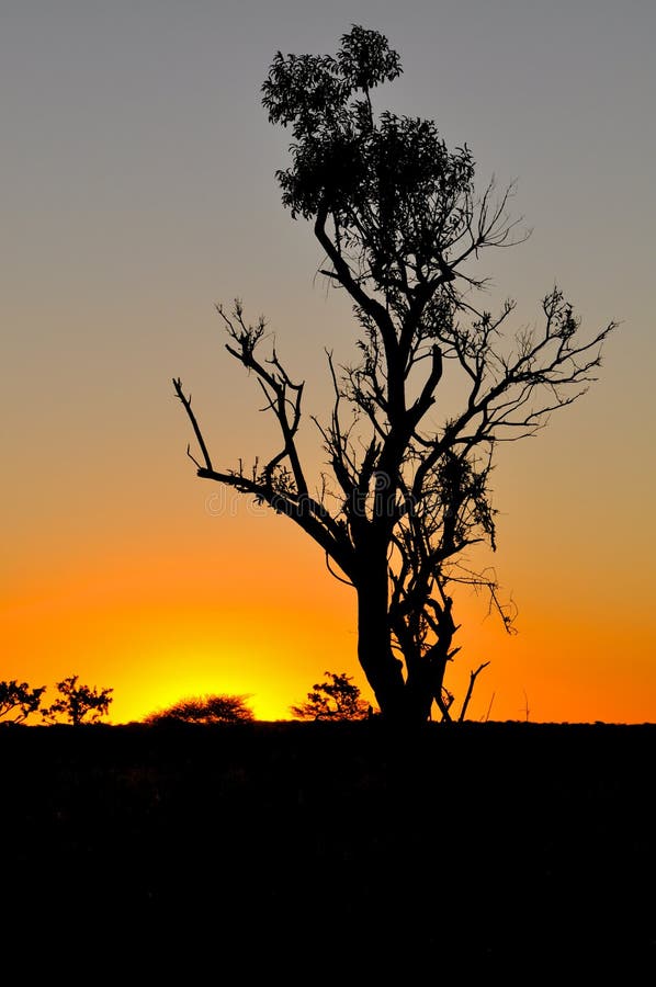 Namibian sunset stock photo. Image of plant, baked, africa - 75166660