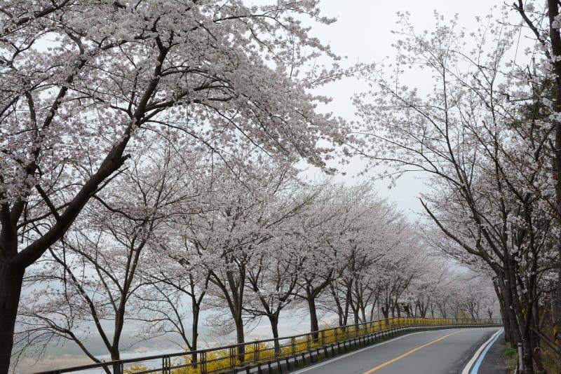 Namwon fotografering för bildbyråer. Bild av korea, turist - 81575925