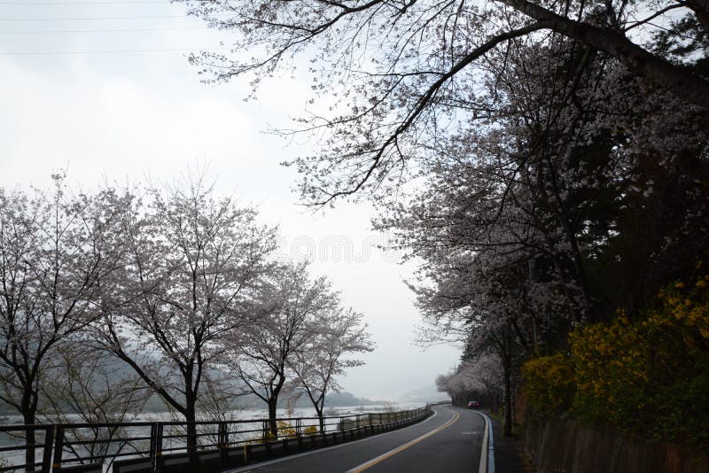 Namwon stock image. Image of namwon, travel, blossom - 81605459