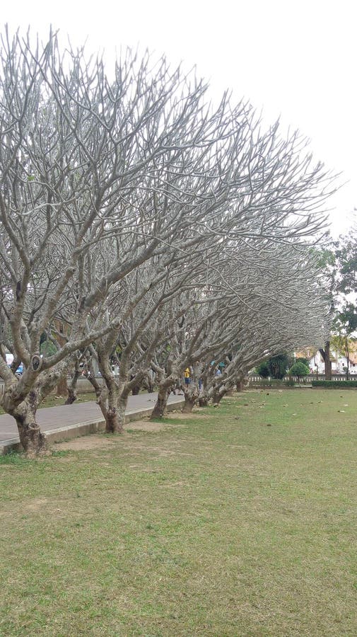 Tree Kampoo Stock Photos - Free & Royalty-Free Stock Photos from Dreamstime