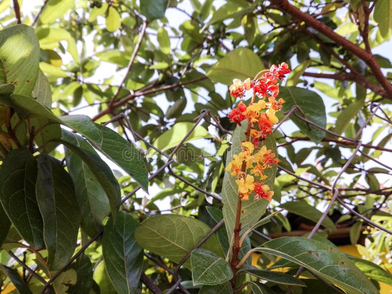 Nance flower stock image. Image of plant, natural, flower - 96046041