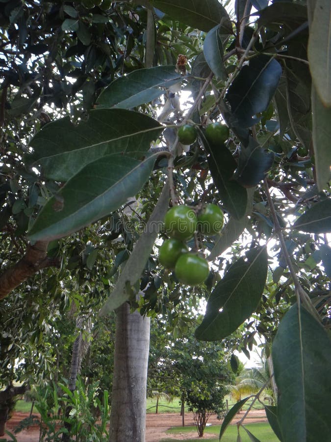 Nance - fruta imagen de archivo. Imagen de familia, lento - 98941321