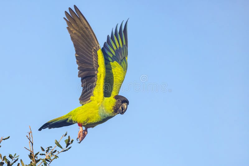 Nanday Conure Taking Flight from Tree Top Stock Photo - Image of fauna ...