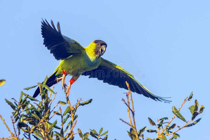 Nanday Conure Taking Flight, Wing Spread Stock Photo - Image of budgie ...