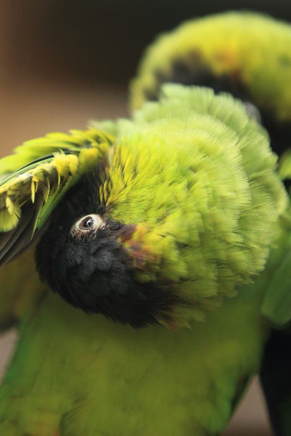 Nanday parakeet stock image. Image of nandayus, conure - 27148137