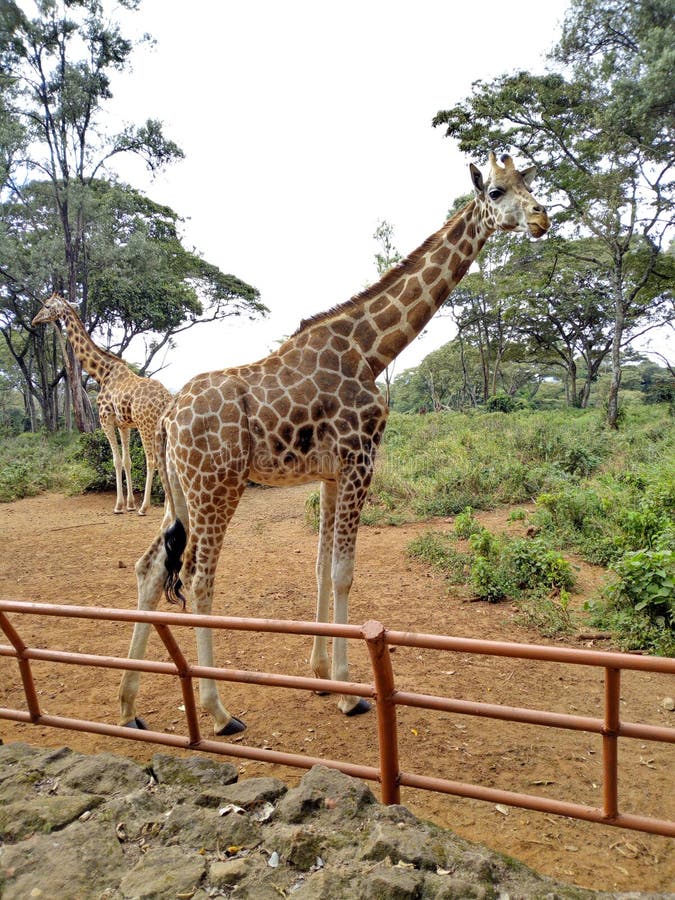 Nandi the Giraffe stock photo. Image of kenya, breeding - 131402242