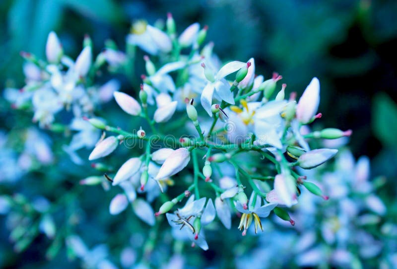 Bloemen Van Heilige Bamboe of Nandina-domestica Stock Foto - Image of ...