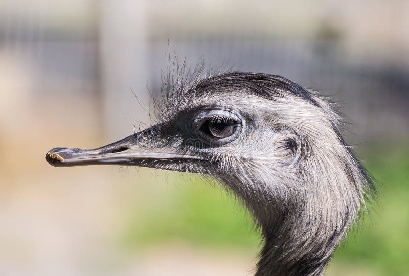 Nandu stock photo. Image of wildanimals, beak, flightless - 94601674