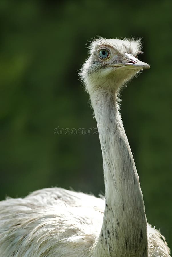 Nandu (Rhea americana) stock photo. Image of american - 15654850