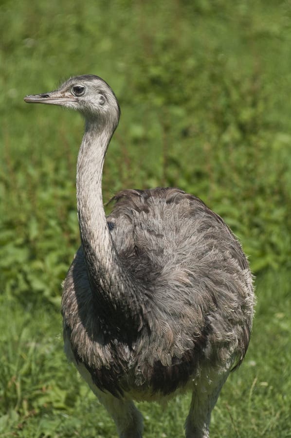 Nandu (Rhea americana) stock photo. Image of american - 15654850