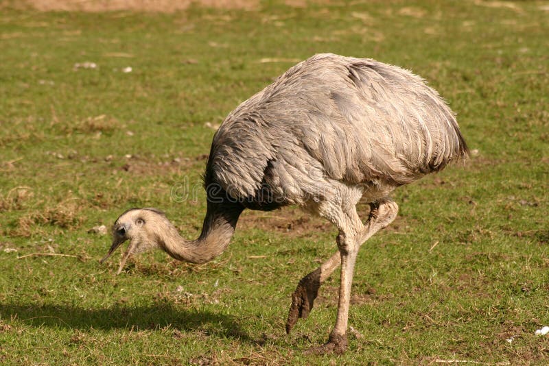 Nandu - Rhea Americana stockfoto. Bild von grau, vogel - 35075764