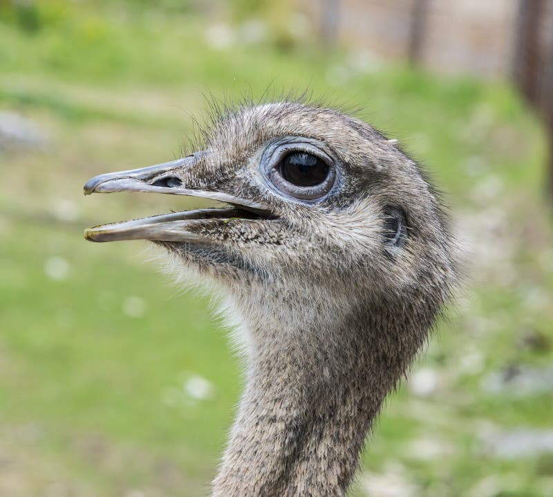 Detail of Nandu stock photo. Image of interesting, grey - 9091120