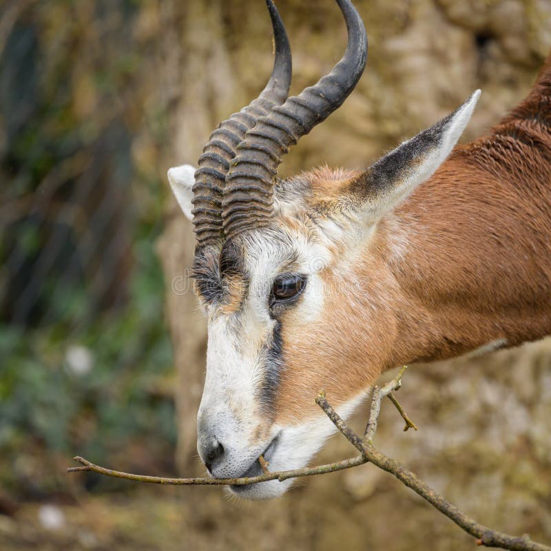 A Nanger Dama Gazelle Standing in a Zoo Stock Image - Image of african ...