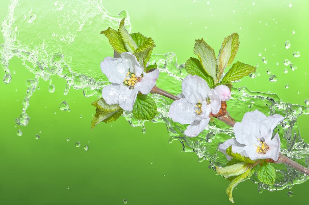 Nanking cherry stock image. Image of beautiful, macro - 10260991