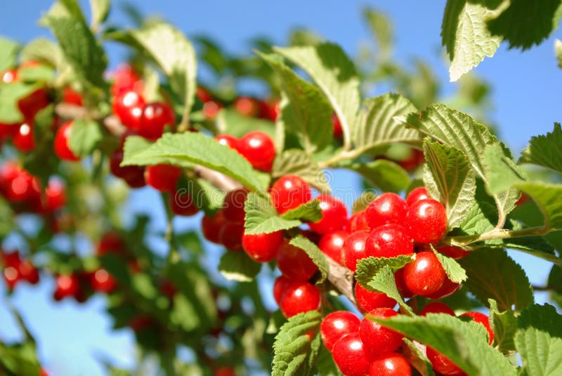 Nanking Cherry stock photo. Image of branch, culture, cherry - 9966358