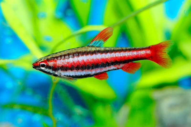 Nannostomus fish stock image. Image of animal, tropical - 53828583