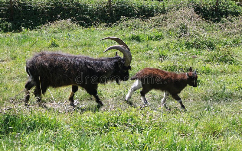 Nanny and Kid Cheviot Goat stock photo. Image of outdoor - 271954536