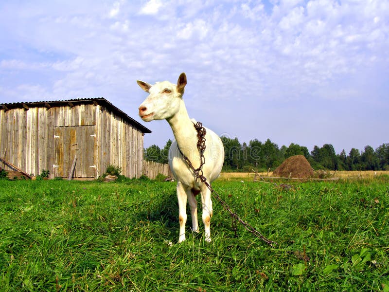 Nanny goat stock image. Image of female, grassland, hircus - 11324363