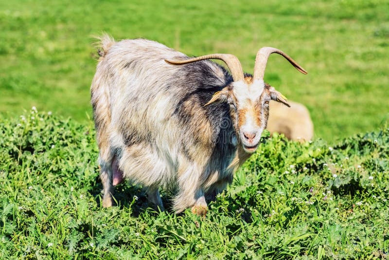 A Nanny Goat stock image. Image of goat, nature, cleft - 62690363