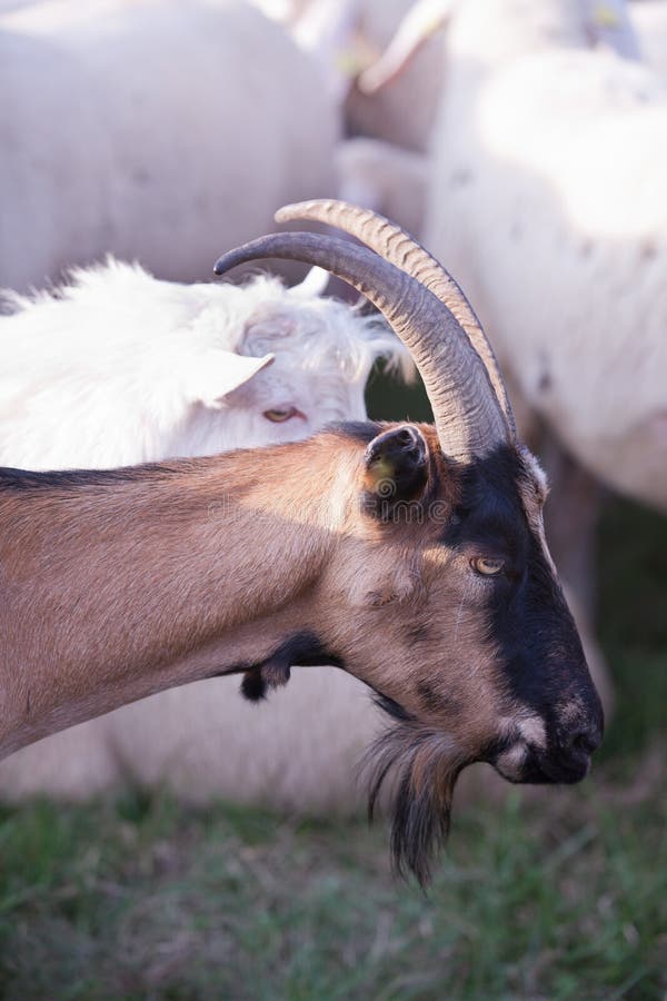 Nanny Goat Watching Next Food Stock Photo - Image of nice, horns: 45805380