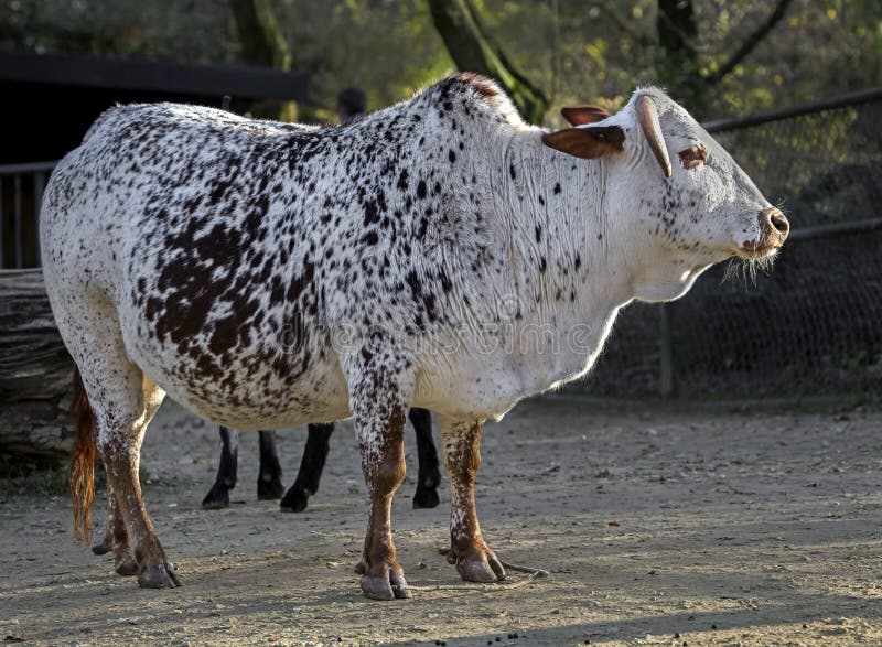 Nano zeboe stock foto. Image of melk, landbouw, milieu - 82329706