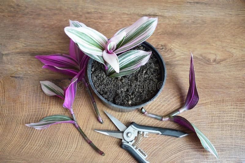 Nanouk Propagating by Stem Cutting Stock Photo - Image of tricolor ...