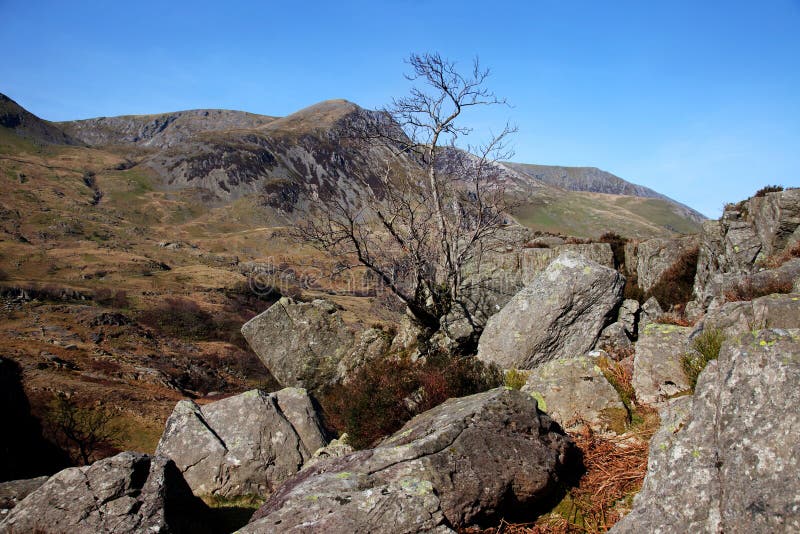 Nant Ffrancon tree stock photo. Image of francon, wales - 24045264