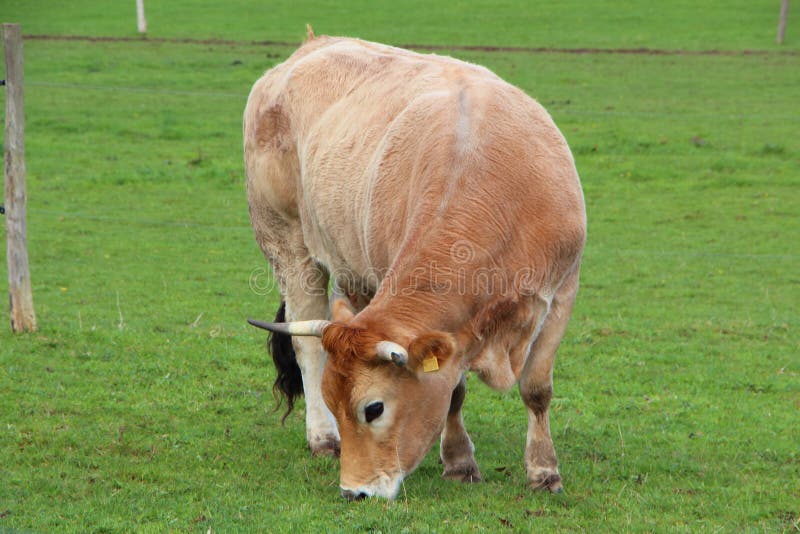 Nantaise cow in a field stock photo. Image of bovine - 142448378