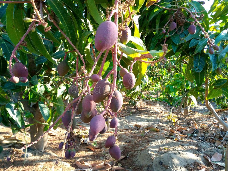 Small Naomi Mango Fruit Variety on a Mango Tree Stock Image - Image of ...