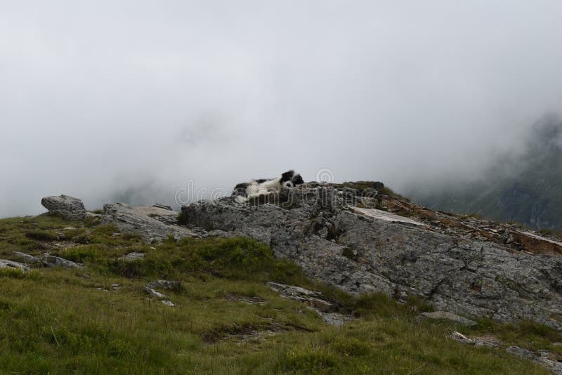 A nap in the morning stock photo. Image of morning, daylight - 191707762