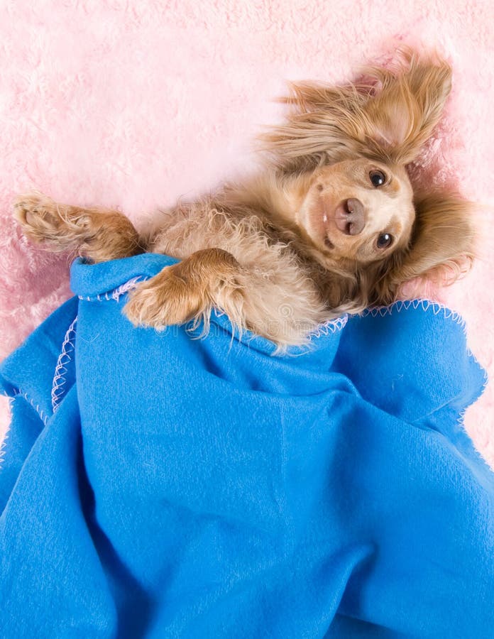 Nap time stock image. Image of breed, canine, purebred - 16863725