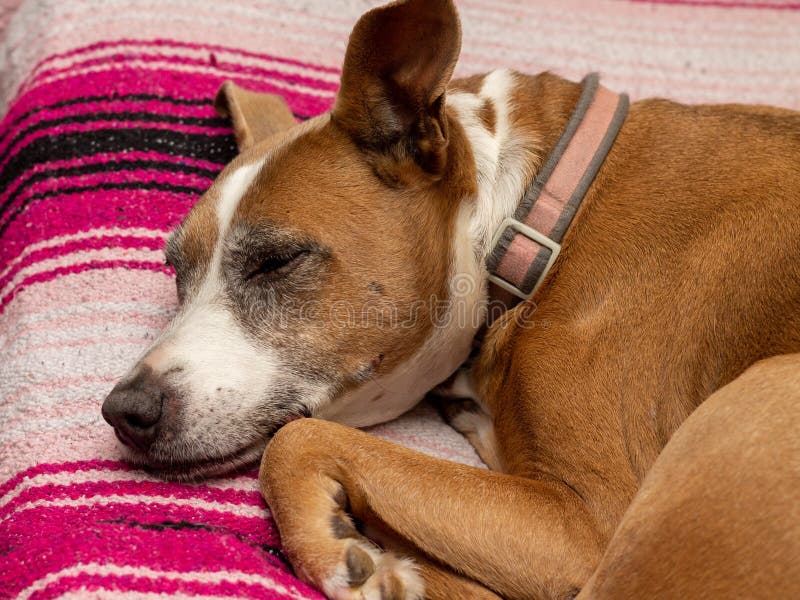 Nap time close up stock image. Image of blanket, friend - 165768953