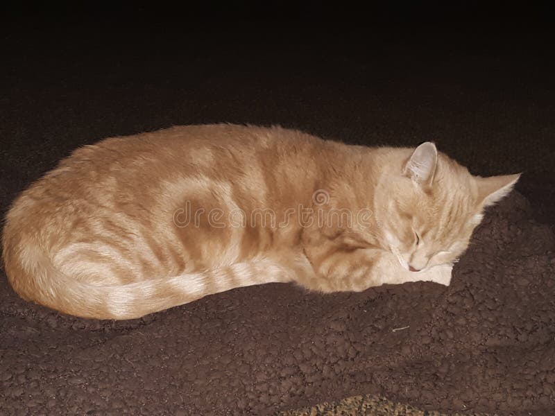 Nap time stock image. Image of tabby, domestic, time - 147154385