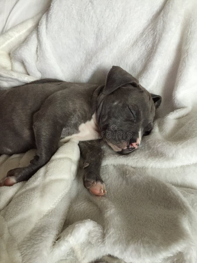 Nap time editorial image. Image of puppy, napping, pitbull - 70534905