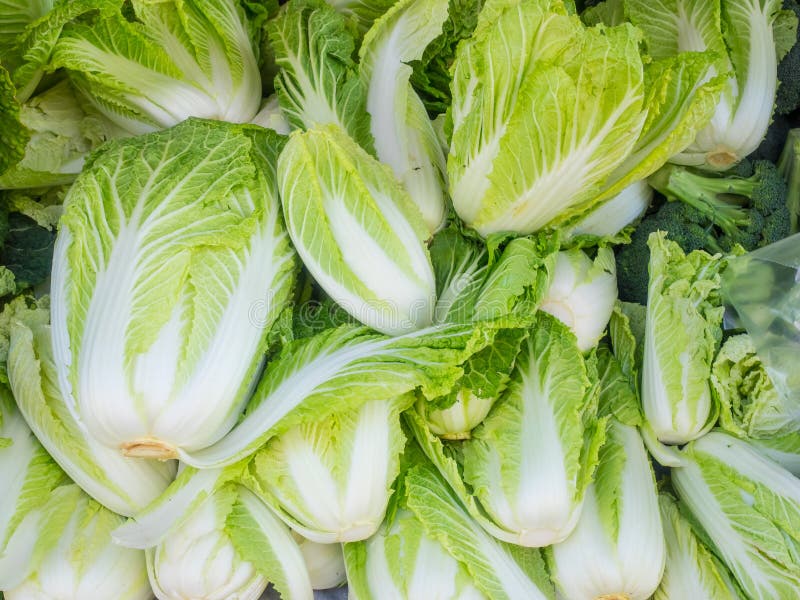 Napa Cabbage stock photo. Image of ingredient, drinks - 9136586