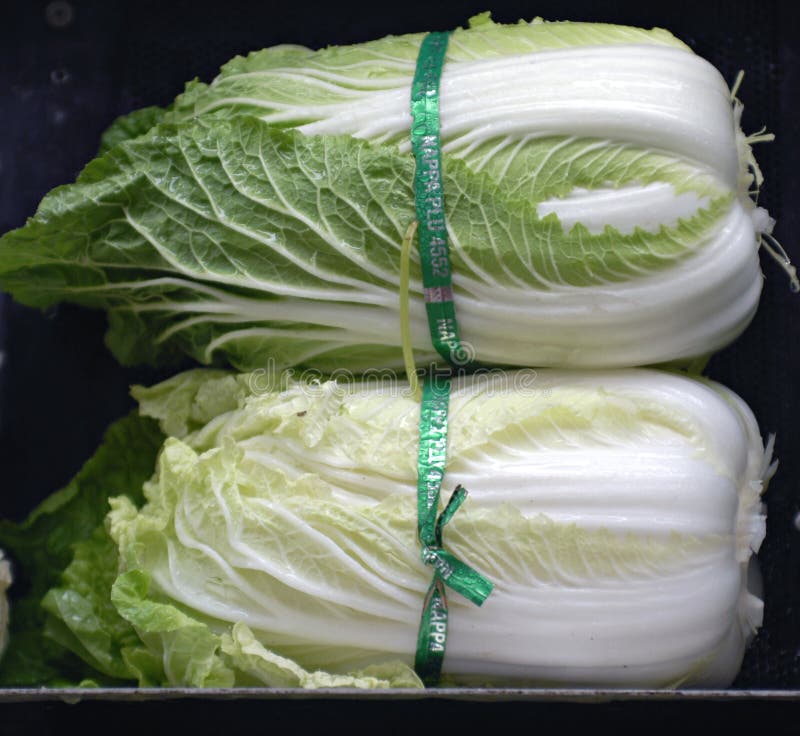 Napa Cabbage stock photo. Image of nutrition, produce - 4909810