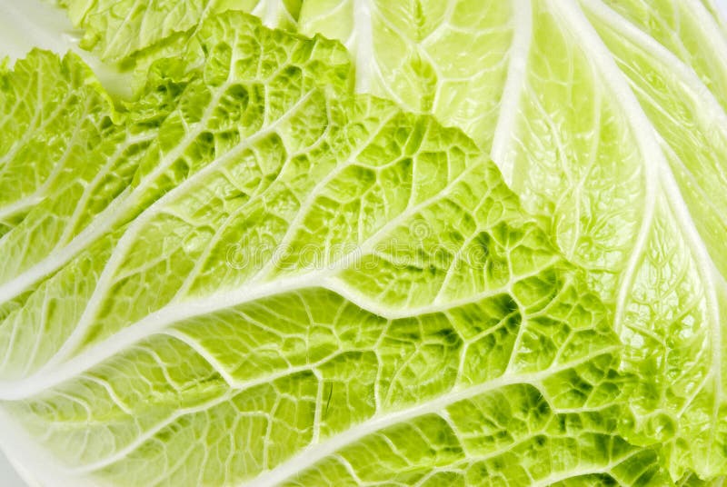 Napa Cabbage stock photo. Image of leaves, closeup, napa - 7096168