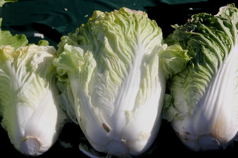 Napa Cabbage, Celery Cabbage, Brassica Rapa Subsp Pekinensis Stock ...