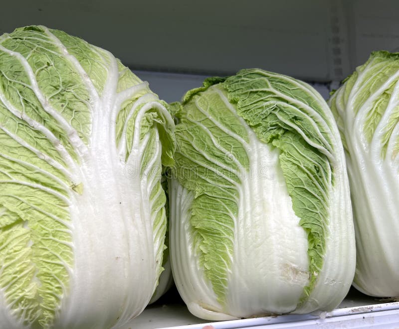 Napa Cabbage Vegetable Brassica Rapa Subsp. Pekinensis Stock Photo ...