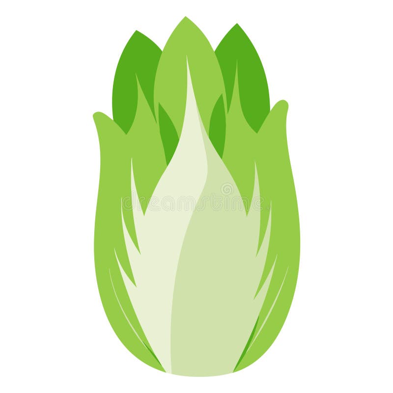 Napa Cabbage Vegetable for Cooking Meals. a Bright Element Isolated on ...