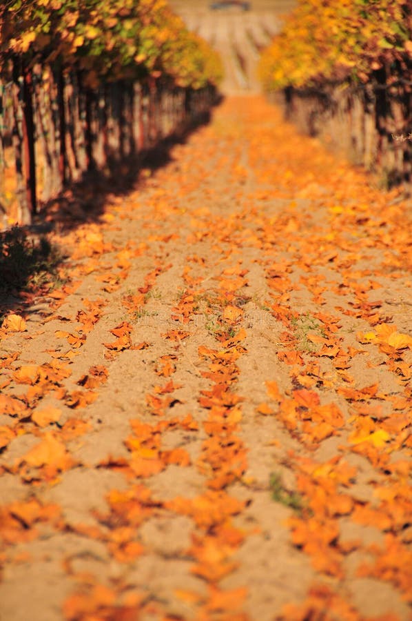 Napa Colors stock photo. Image of vineyard, vine, focus - 8253668