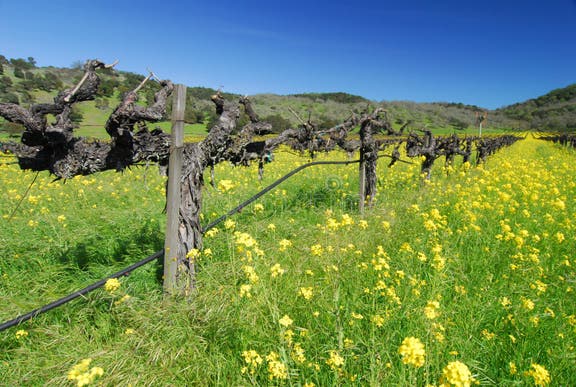 Napa in Spring stock image. Image of wine, vineyard, landscape - 2623229