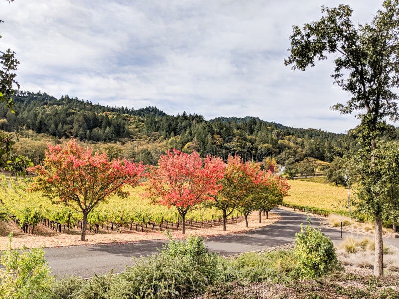 Napa Valley in Fall Season stock photo. Image of coverphoto - 286358416
