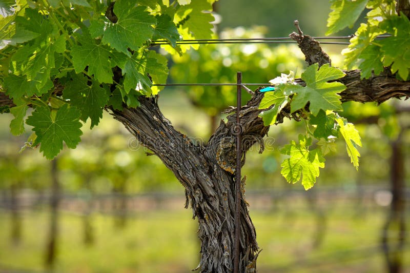Grapevine in Spring stock photo. Image of napa, vitis - 34615226