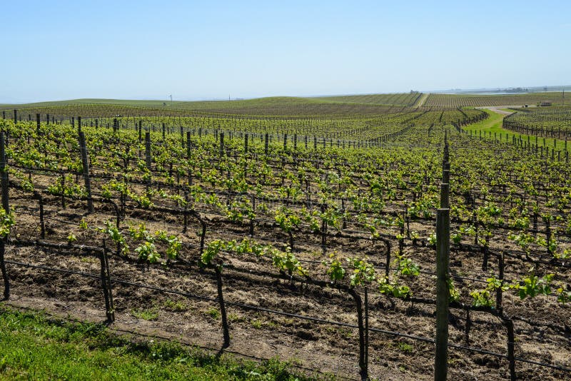 Napa Valley Grape Vineyard stock photo. Image of america - 31816298