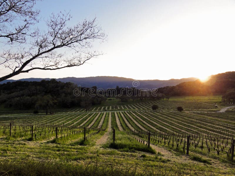 Sunrise at a Vineyard in Napa, California Stock Image - Image of ...