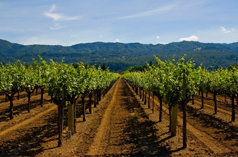 Napa Valley vineyard stock image. Image of napa, northern - 4904301